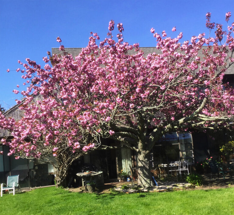 6 Outstanding Cherry Blossom Trees - Fine Gardening