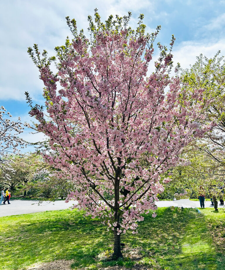 6 Outstanding Cherry Blossom Trees - Fine Gardening