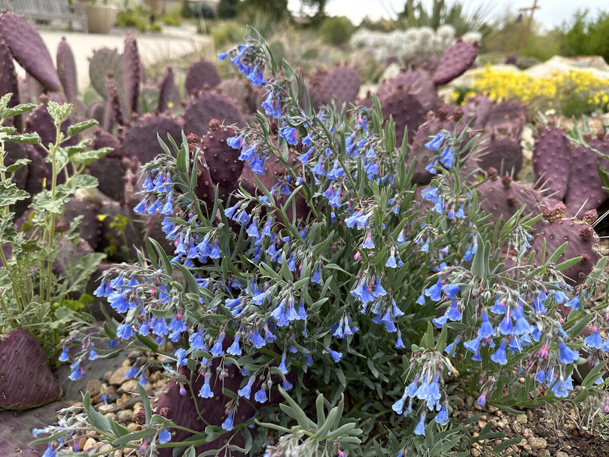 True Blue Flowers Native to the Mountain West - Fine Gardening