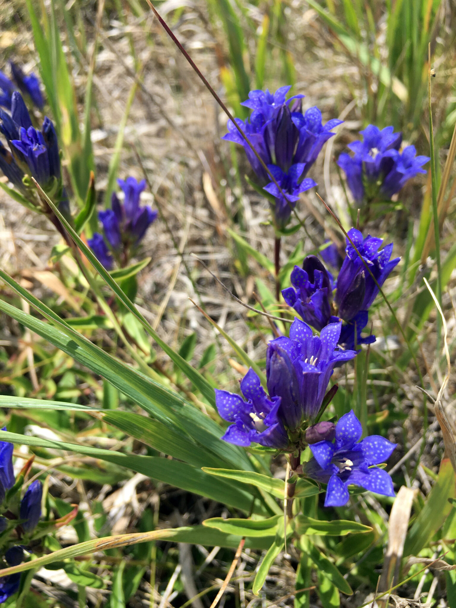 True Blue Flowers Native to the Mountain West - Fine Gardening