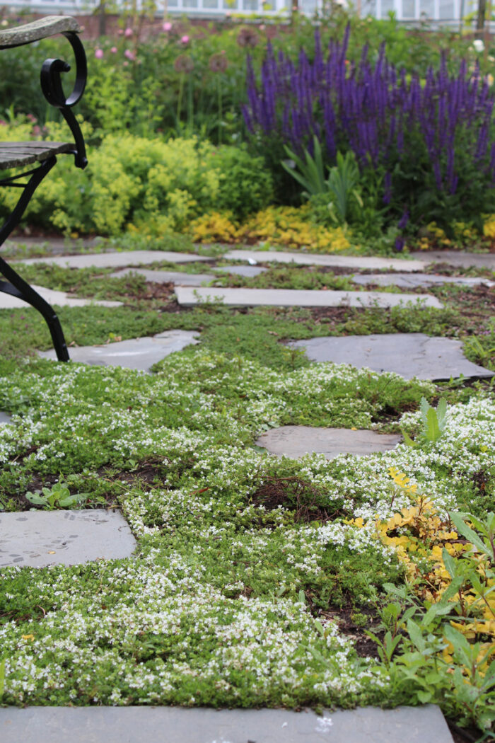 How to Grow Creeping Thyme - Fine Gardening