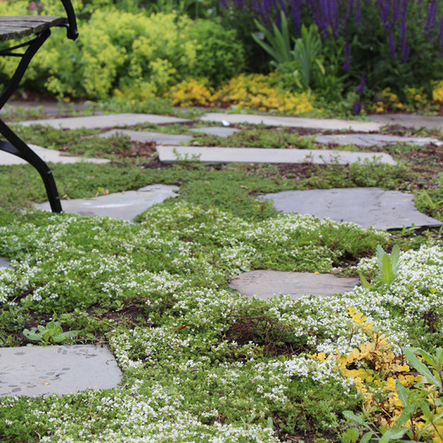 Thymus praecox - Fine Gardening