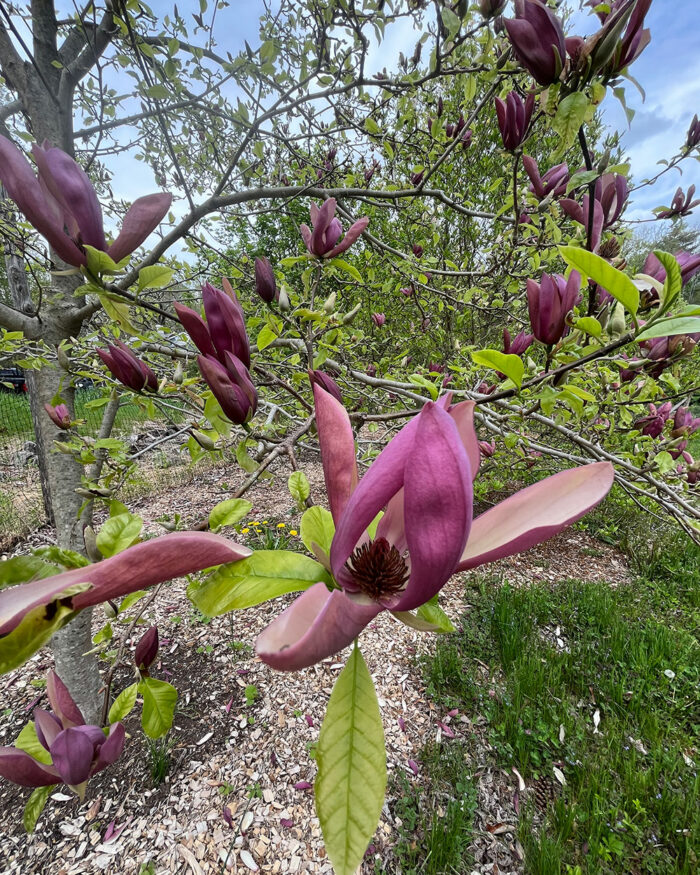 Venerable Magnolias at Hortus, Part 2 - Fine Gardening