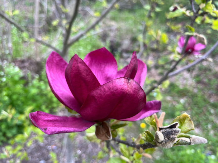 Venerable Magnolias at Hortus, Part 2 - Fine Gardening