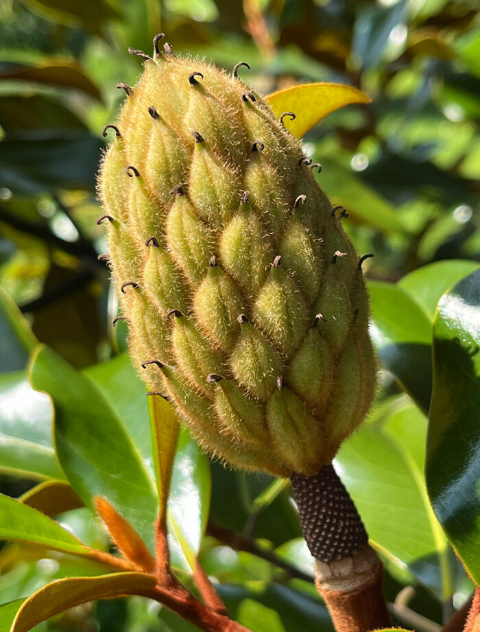 Venerable Magnolias at Hortus, Part 1 - Fine Gardening