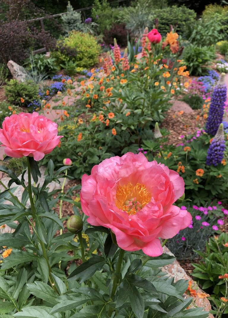 The Birth of Bonnie's Flower Garden, Part 1 - Fine Gardening