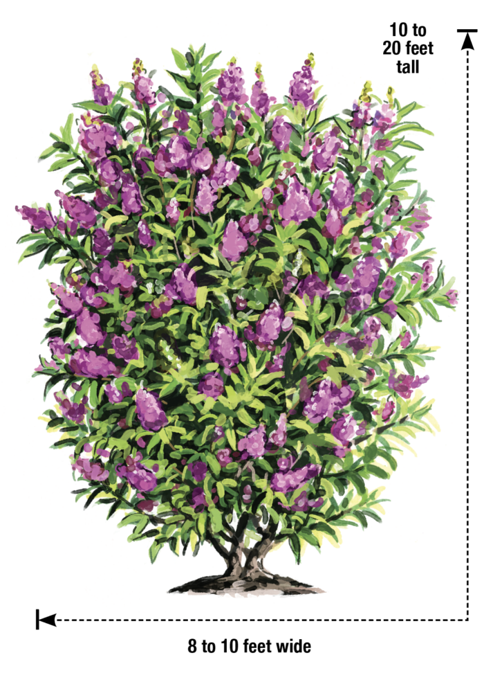 El Niño® Desert Orchid, a Rare Small Tree that Blossoms All Summer ...