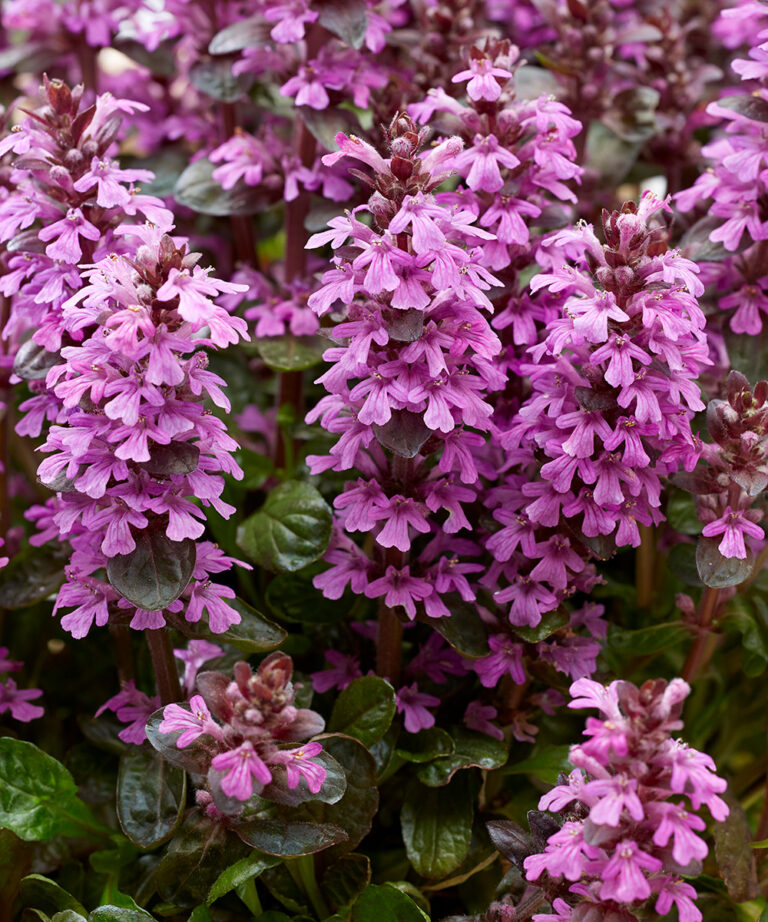 The Best New Plants for 2025 - Fine Gardening