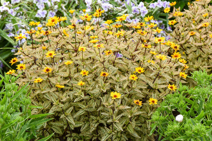 The Best New Plants for 2025 - Fine Gardening