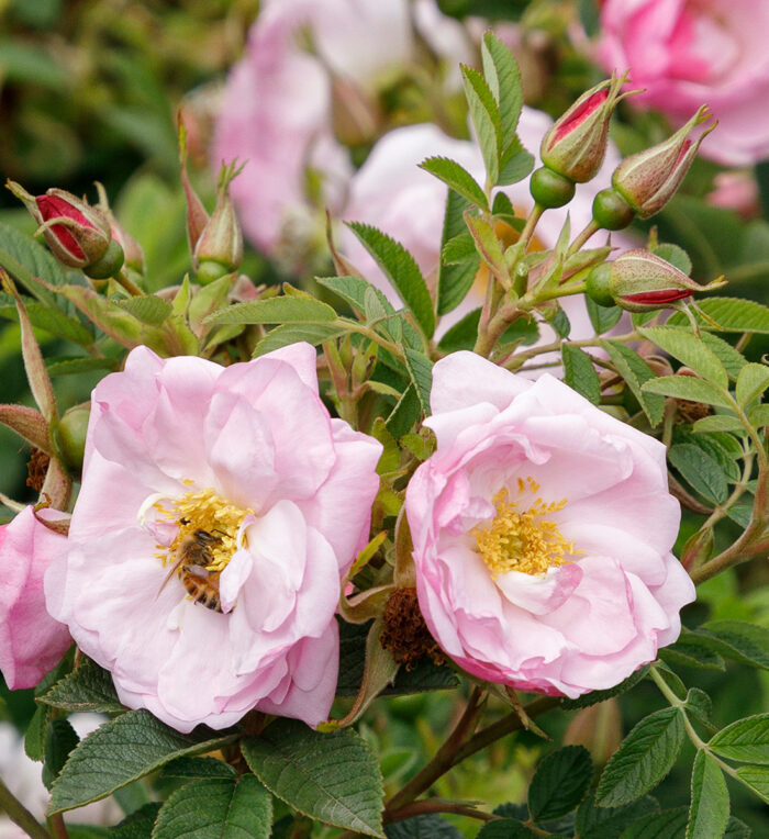The Best New Plants for 2025 - Fine Gardening
