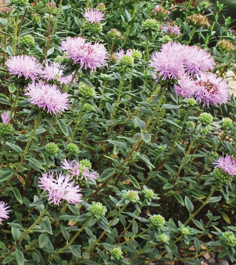 Great Native Perennials for Your Region - Fine Gardening