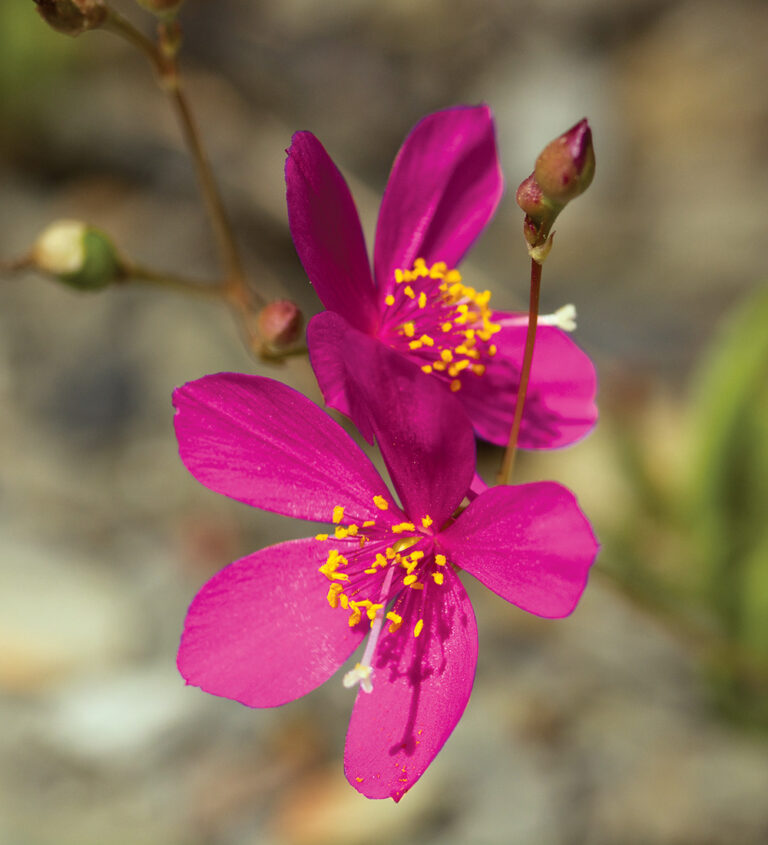 Great Native Perennials for Your Region - Fine Gardening
