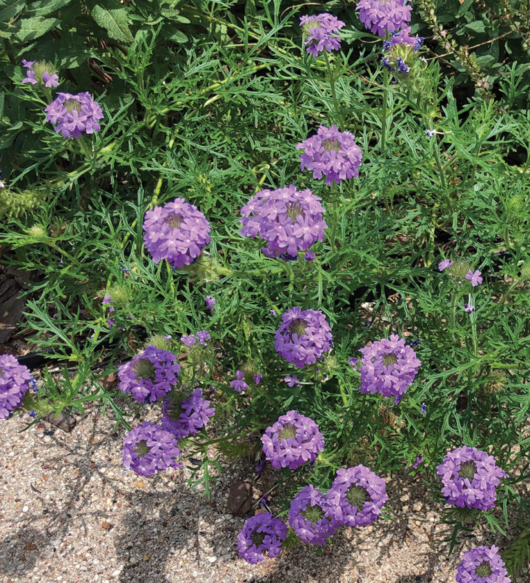 Great Native Perennials for Your Region - Fine Gardening