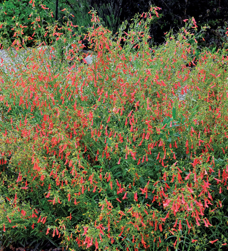 Great Native Perennials for Your Region - Fine Gardening