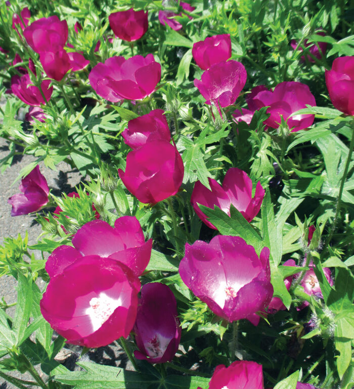 Great Native Perennials for Your Region - Fine Gardening