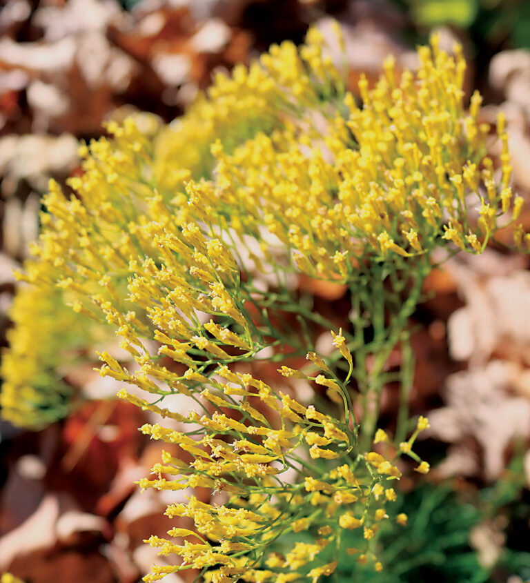Great Native Perennials for Your Region - Fine Gardening