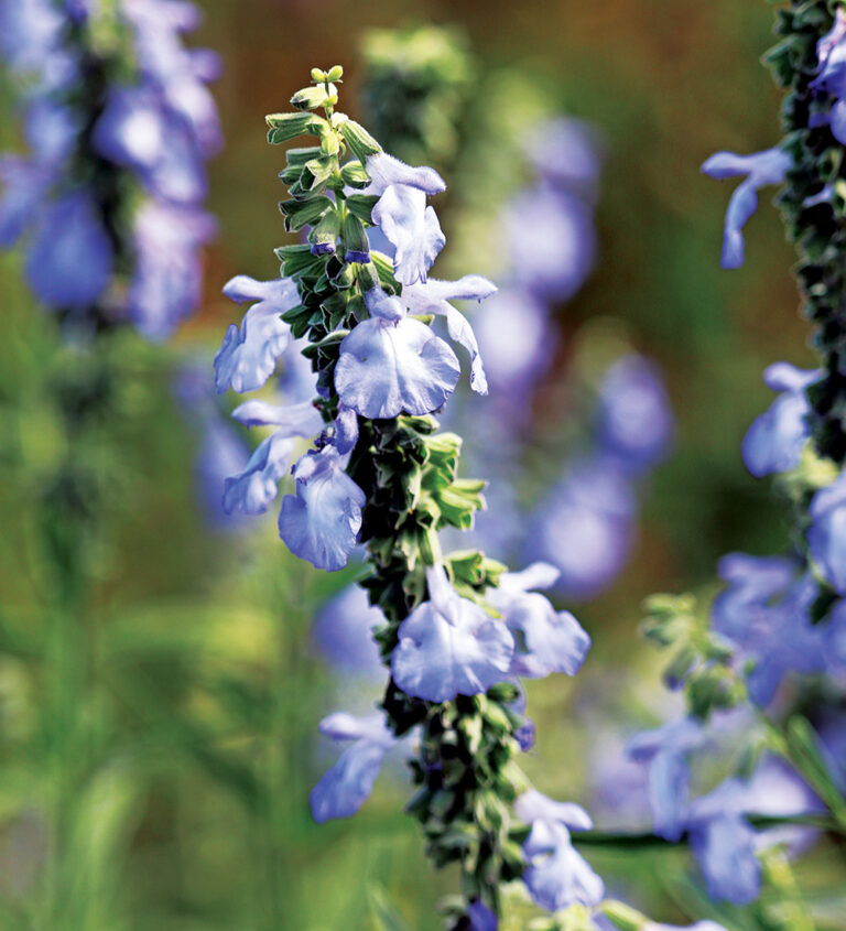 Great Native Perennials for Your Region - Fine Gardening