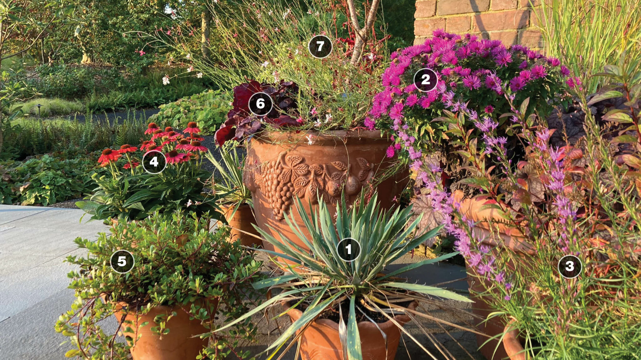 Using Native Plants in Containers - Fine Gardening