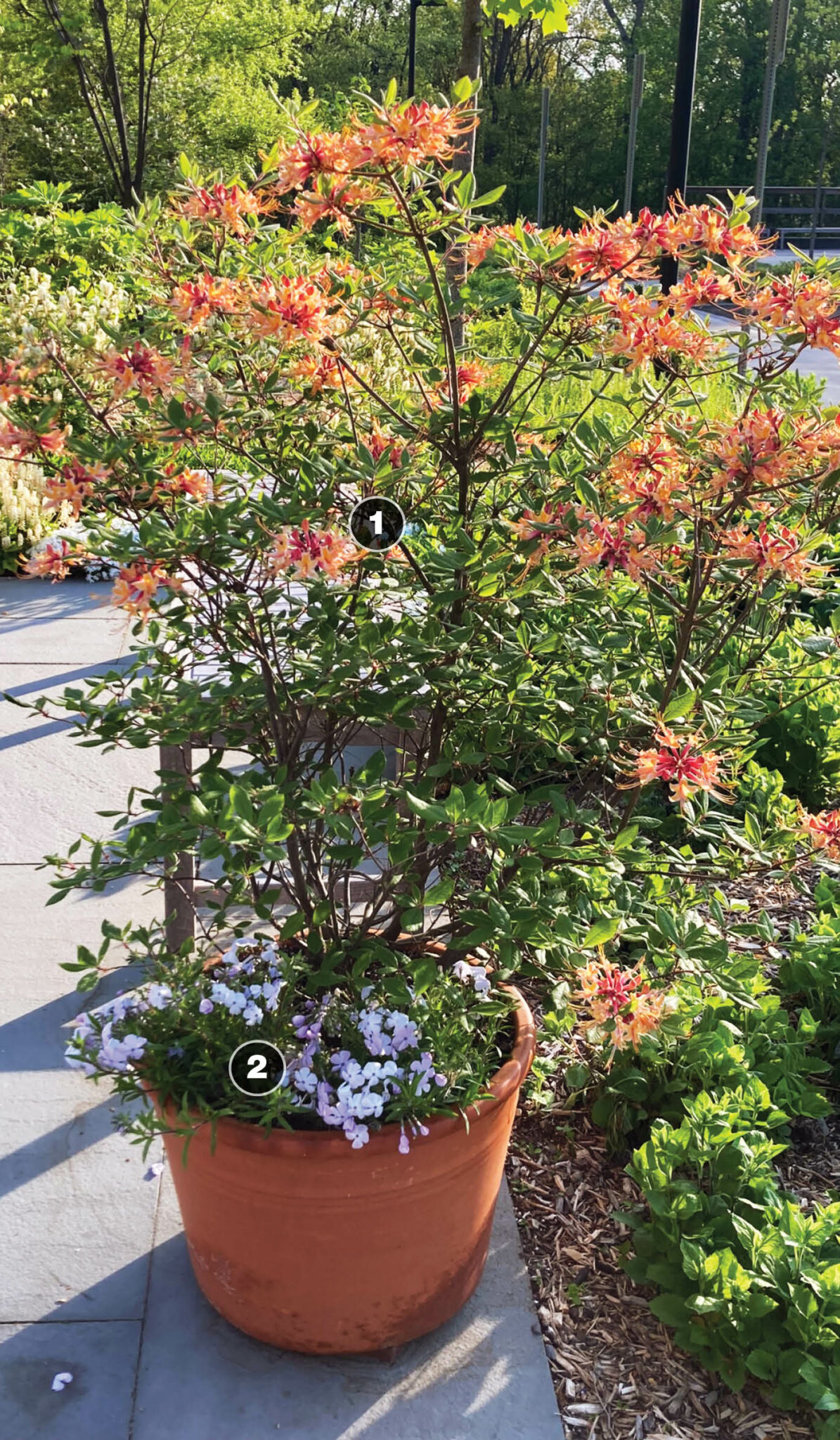 Using Native Plants in Containers - Fine Gardening