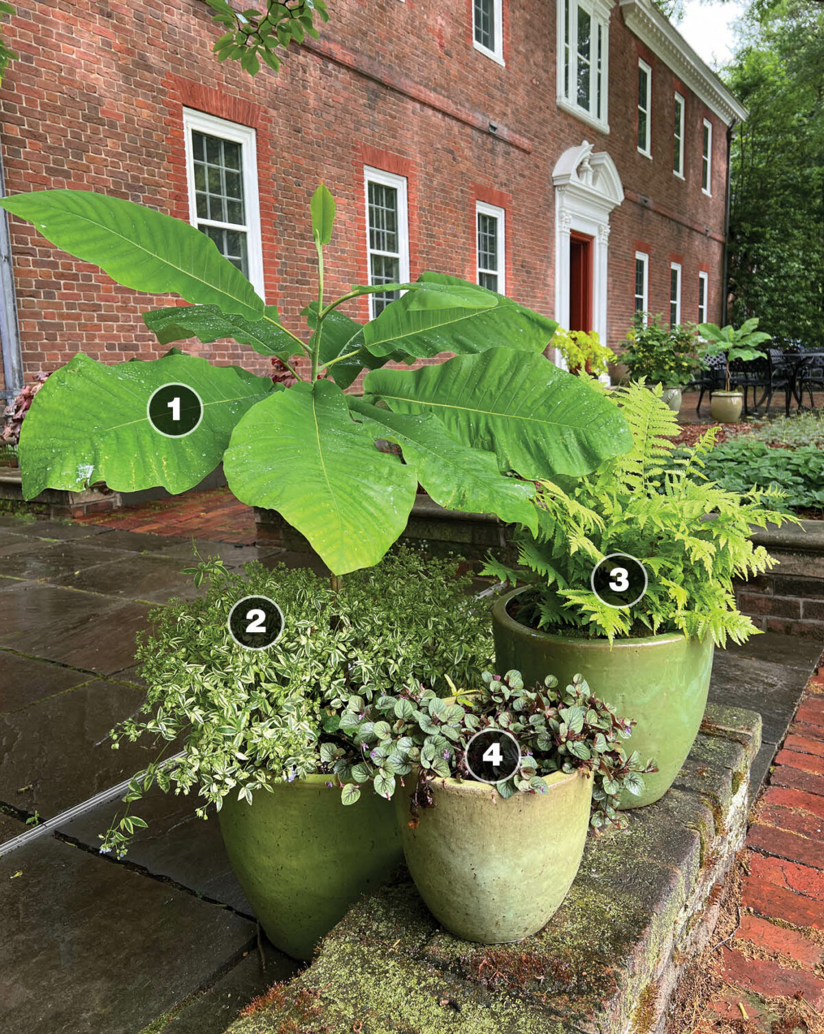 Using Native Plants in Containers - Fine Gardening