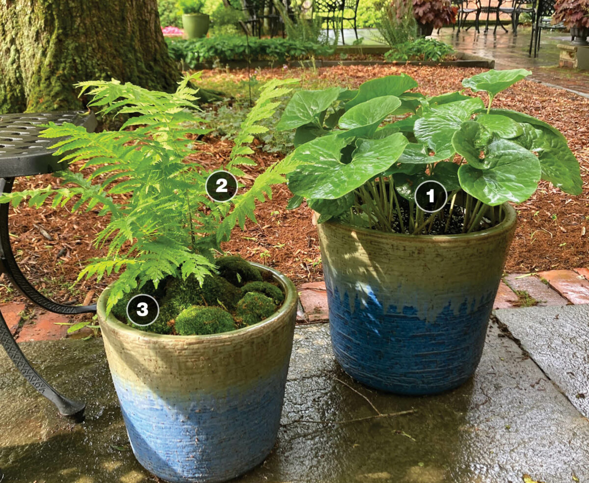 Using Native Plants in Containers - Fine Gardening