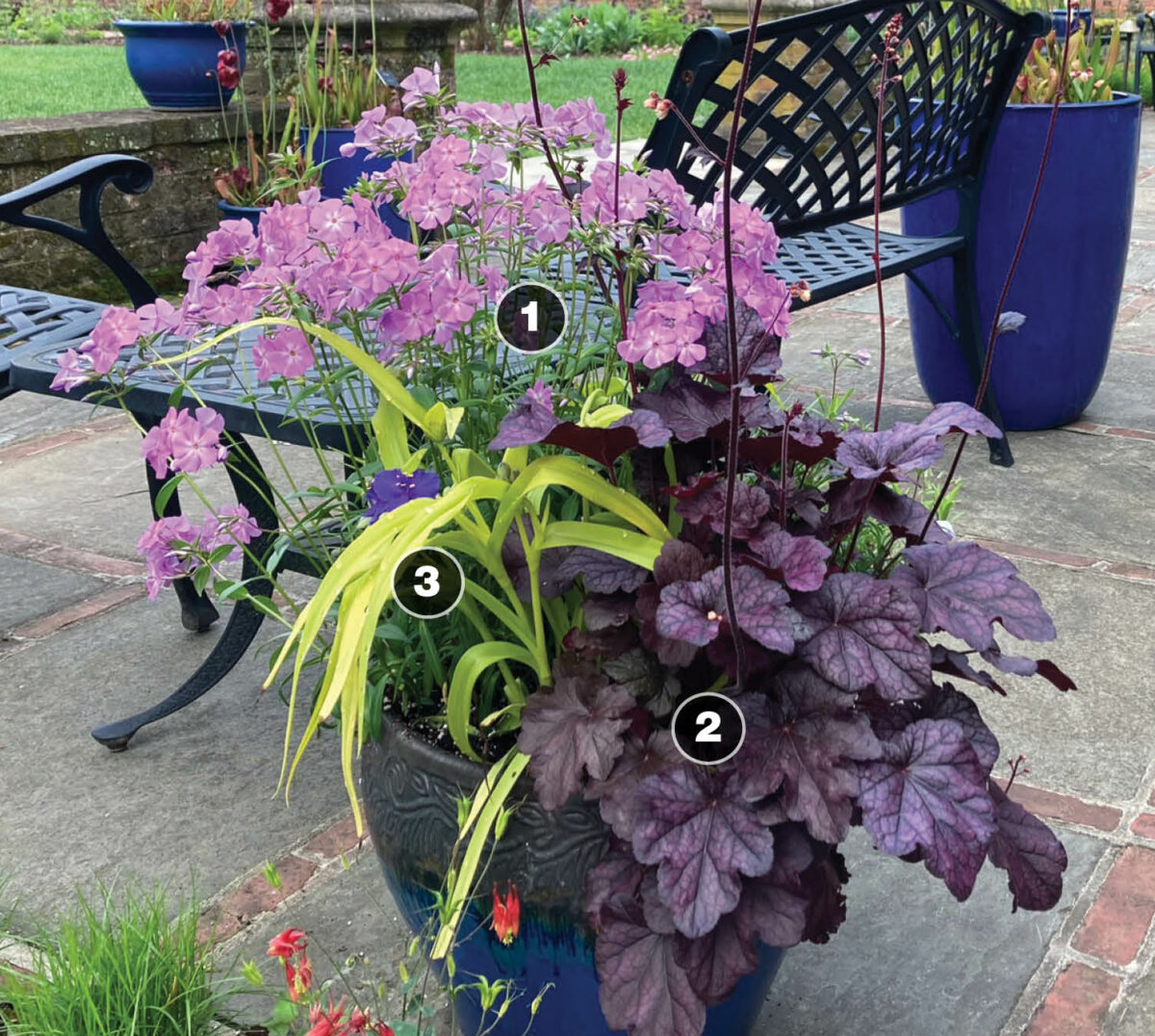 Using Native Plants in Containers - Fine Gardening