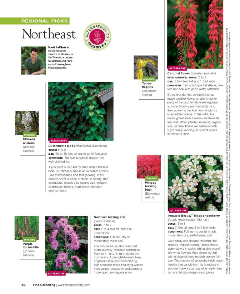 4 Steps to Remove Invasive Plants in Your Yard - Fine Gardening