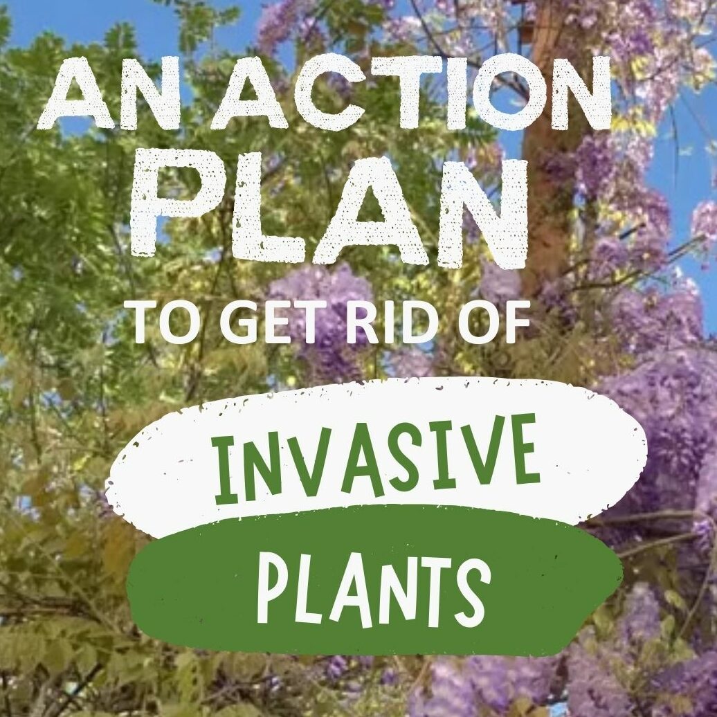 4 Steps to Remove Invasive Plants in Your Yard - Fine Gardening