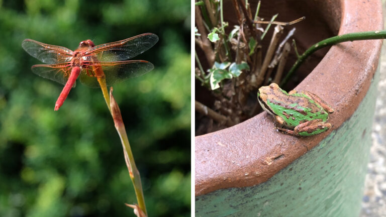 Make It Wild: How to Create a Simple Wildlife Pond - Fine Gardening
