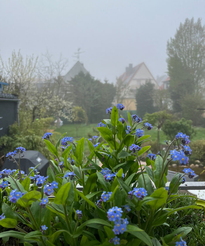 Yana's Forget-Me-Nots in Germany - Fine Gardening