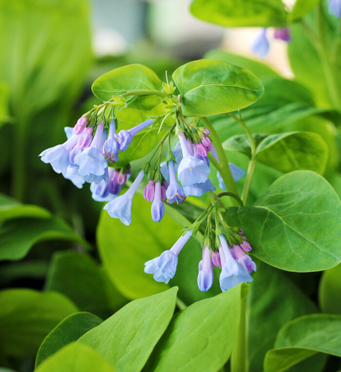 How to Grow Virginia Bluebells - Fine Gardening