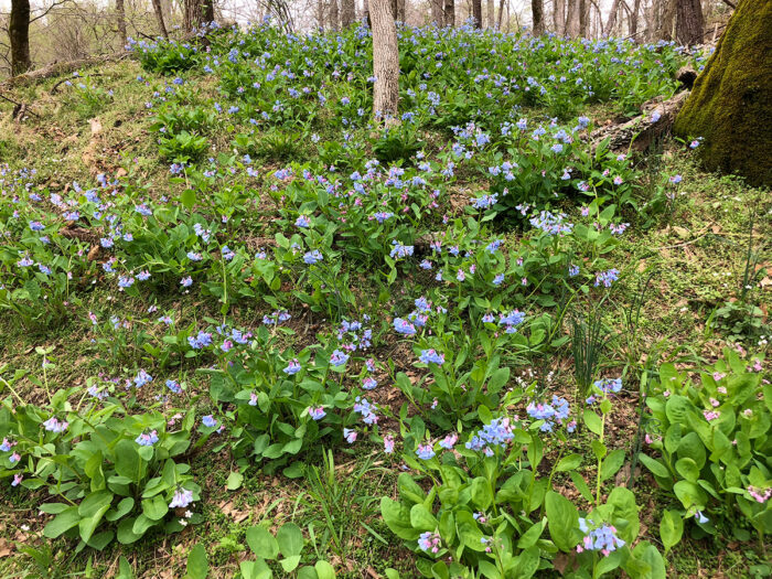 How to Grow Virginia Bluebells - Fine Gardening