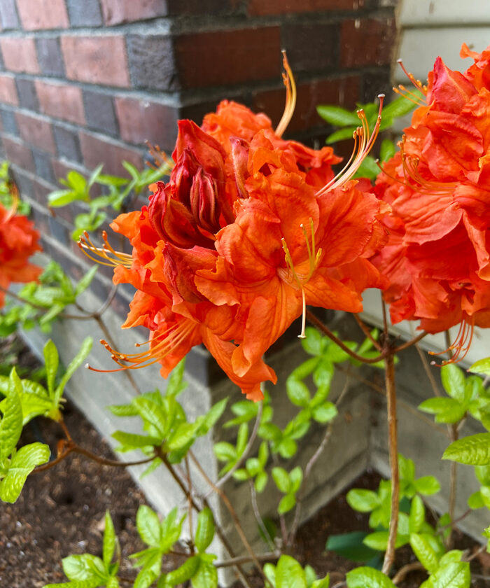 Lizzi’s Springtime in Walla Walla - Fine Gardening