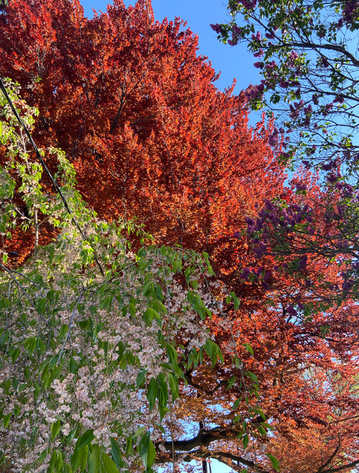 Lizzi’s Springtime in Walla Walla - Fine Gardening