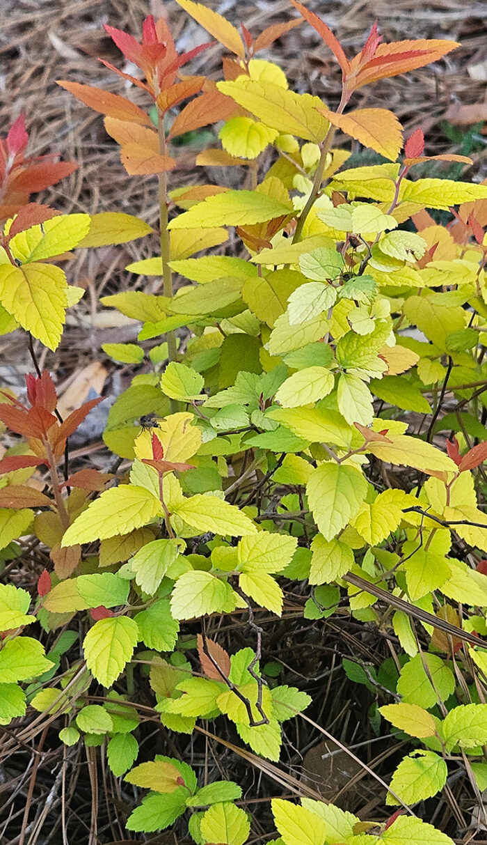 Julie's Spring Garden in Georgia, Part 1 - Fine Gardening