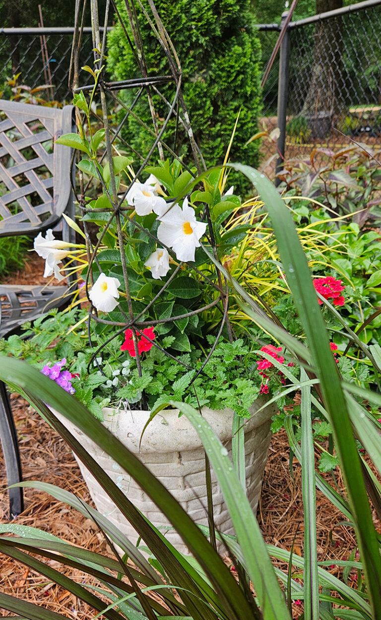 Julie's Spring Garden in Georgia, Part 2 - Fine Gardening