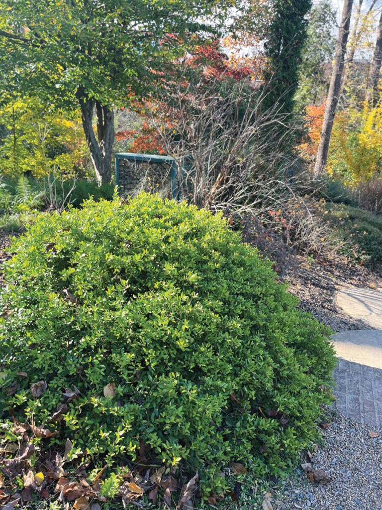 9 Superb Shrubs to Plant in Clay Soil - Fine Gardening