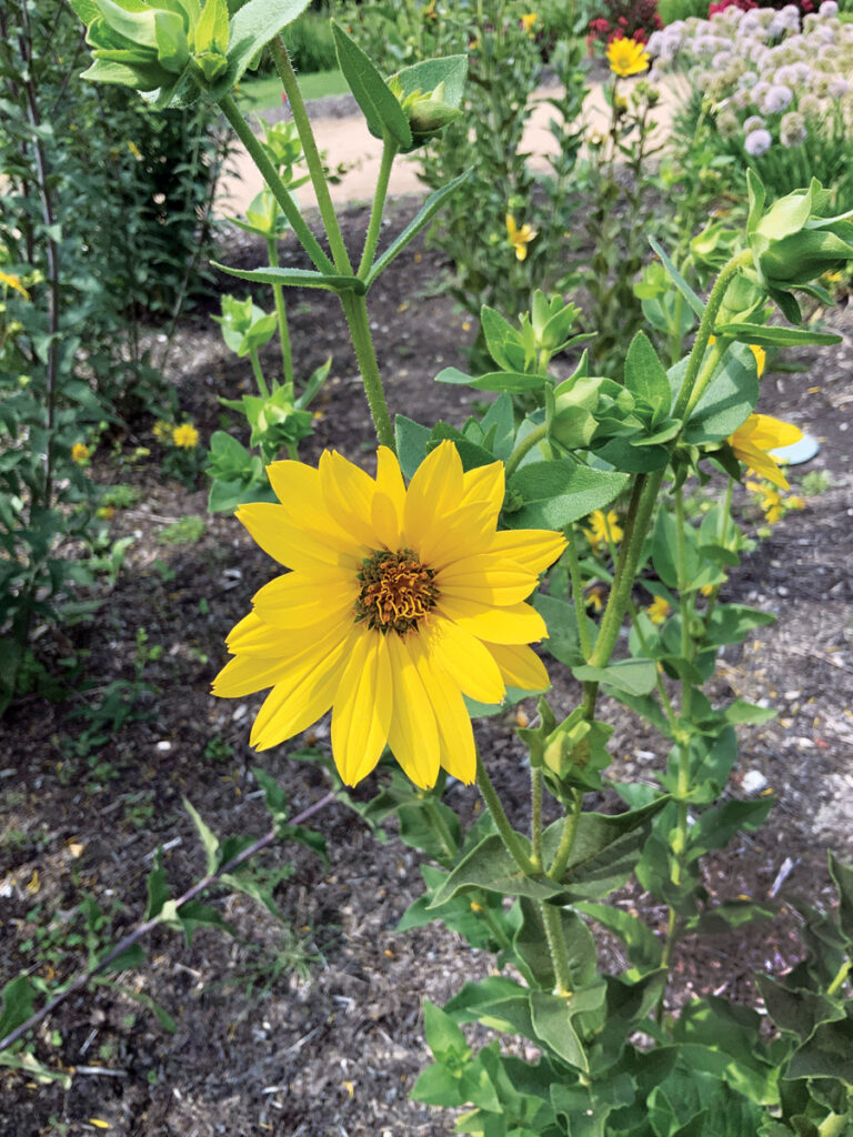 Silphiums: The Giant Native Plants We All Should Be Growing - Fine ...
