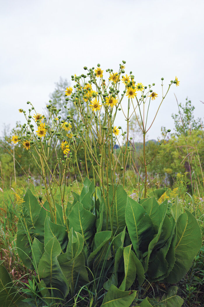 Silphiums: The Giant Native Plants We All Should Be Growing - Fine ...