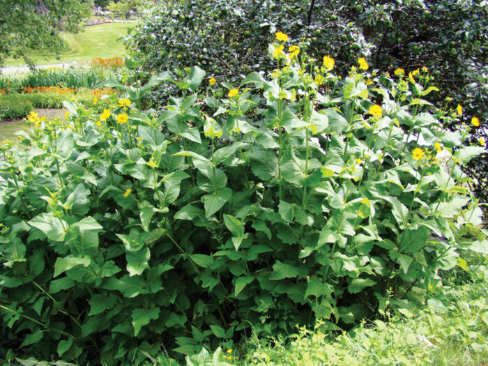 Silphiums: The Giant Native Plants We All Should Be Growing - Fine ...