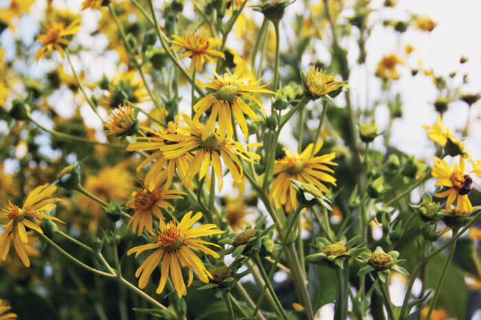 Silphiums: The Giant Native Plants We All Should Be Growing - Fine ...