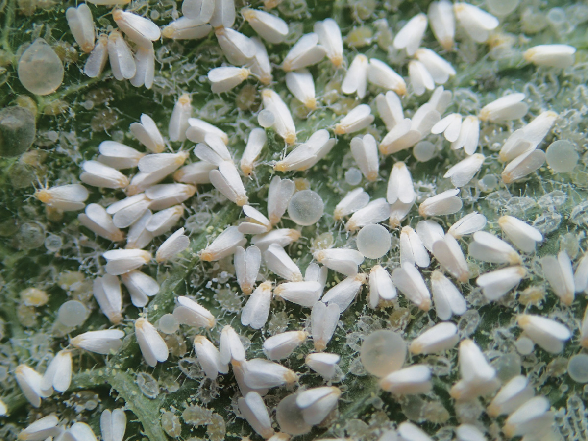 How to Manage Common Summer Pests: Whiteflies, Mites, and Scale - Fine ...
