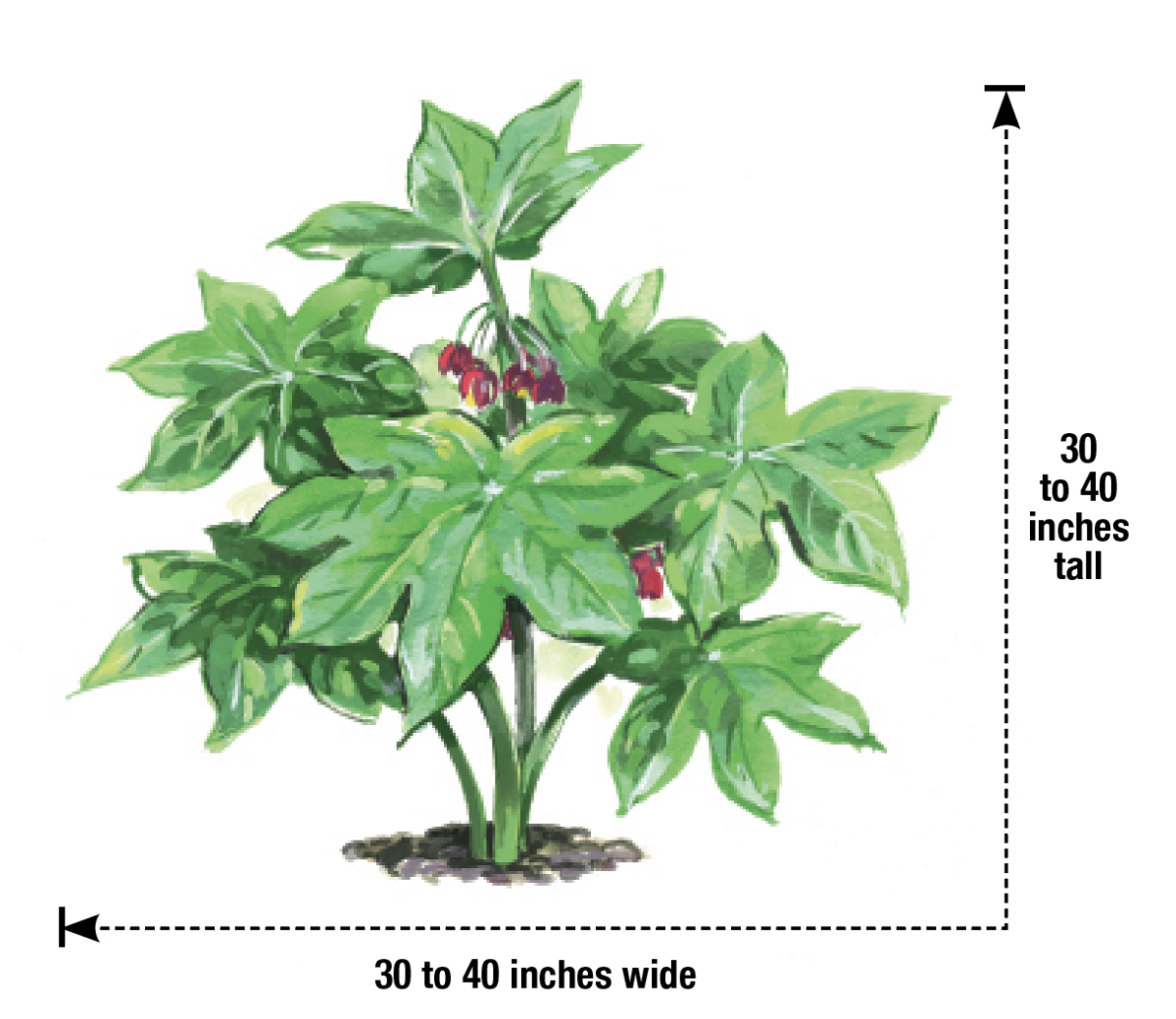Grow Northern Chinese Mayapple for Instant Magic in Shady Garden Spots ...