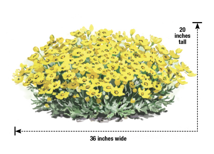 ‘Takilma Gold’ Oregon Sunshine is a Bright, Cheerful Native Perennial ...