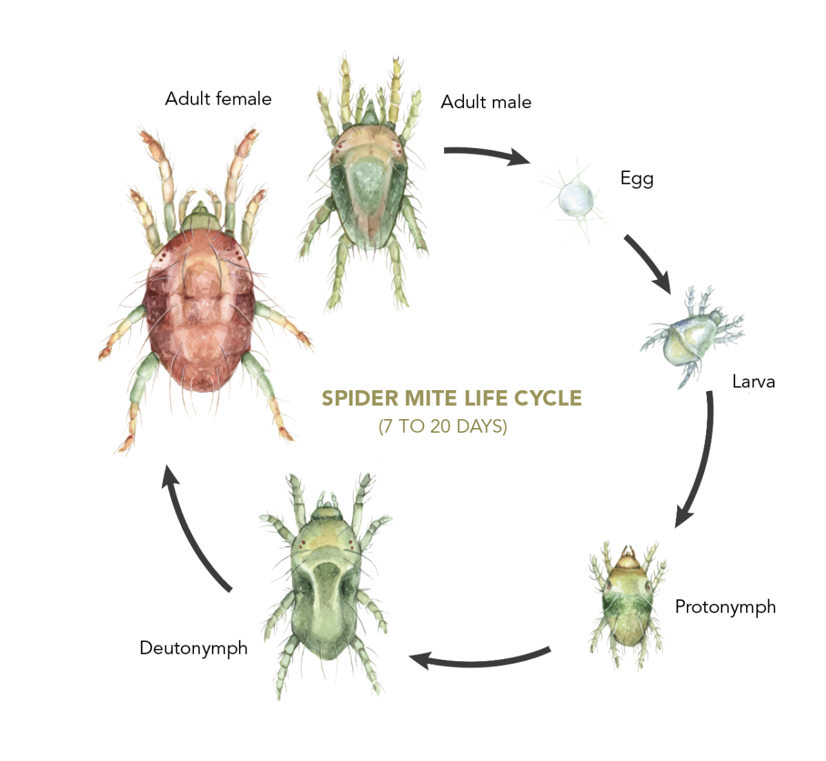 How to Manage Common Summer Pests: Whiteflies, Mites, and Scale - Fine ...