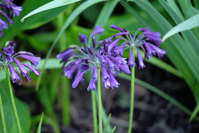 Growing Hardy Agapanthus in the Pacific Northwest - Fine Gardening
