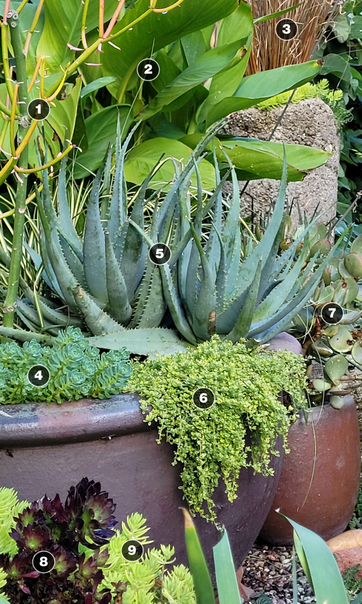 Planting Plan: Use Containers to Create a Lush Garden Oasis in a Small ...