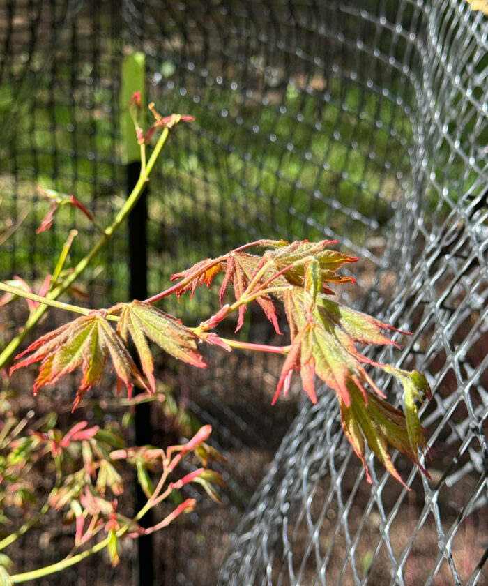 Susan’s Spring Garden at 5,500 Feet - Fine Gardening
