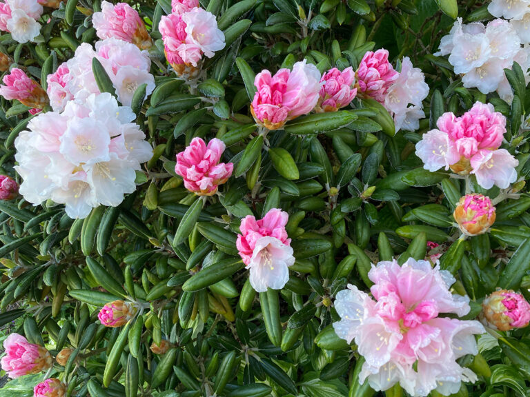 Cleo’s Spring Garden in Washington - Fine Gardening