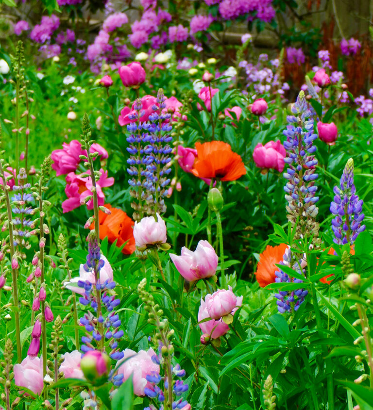 Heidi’s May Garden in Connecticut - Fine Gardening